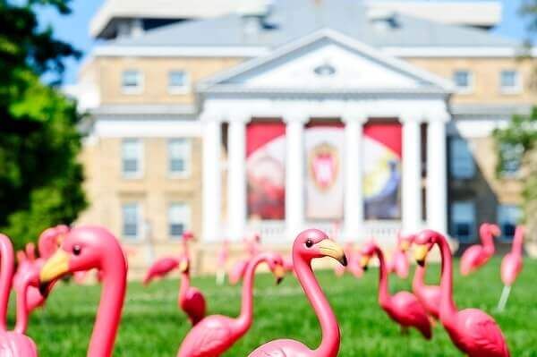 Flamingo Trivia Quiz | Wisconsin Alumni Association