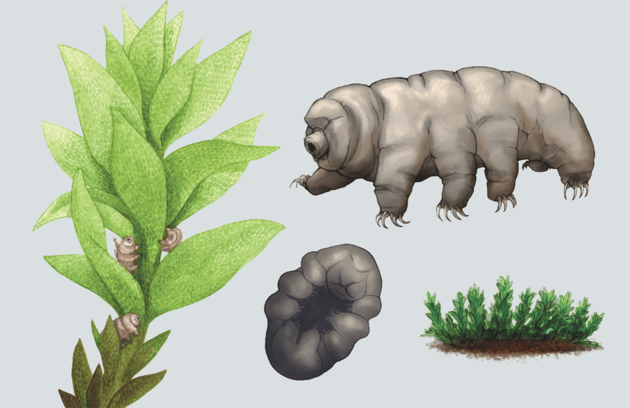 Can you pass this tardigrade trivia test? | Wisconsin Alumni Association