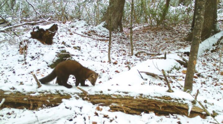 Which Wisconsin Endangered Species Are You? | Wisconsin Alumni Association